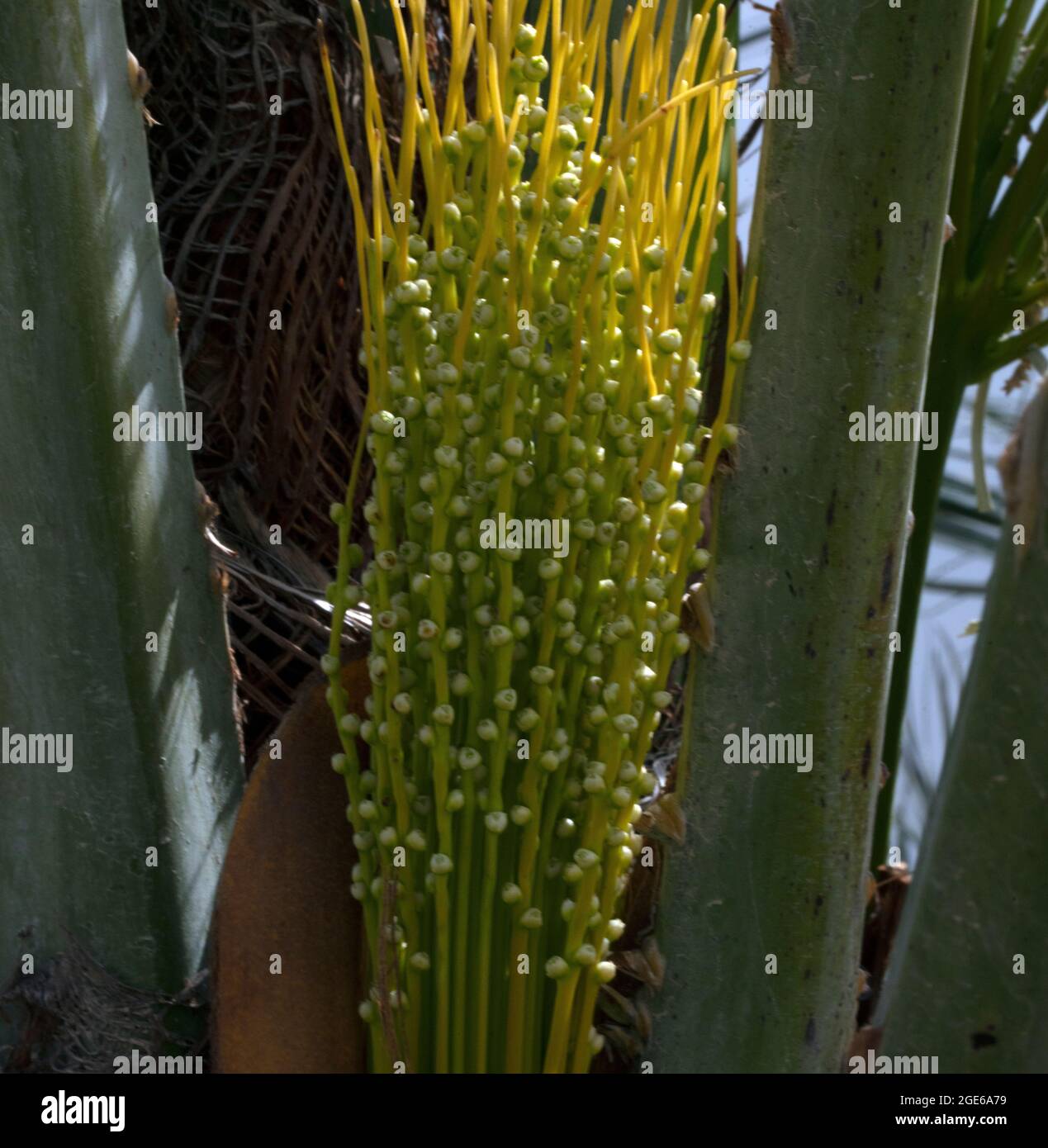 palm trees with dates -QATAR Stock Photo - Alamy