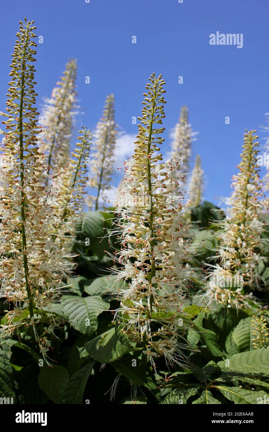 Huge flower spikes of white blossoms growing in the bright summer sun ...
