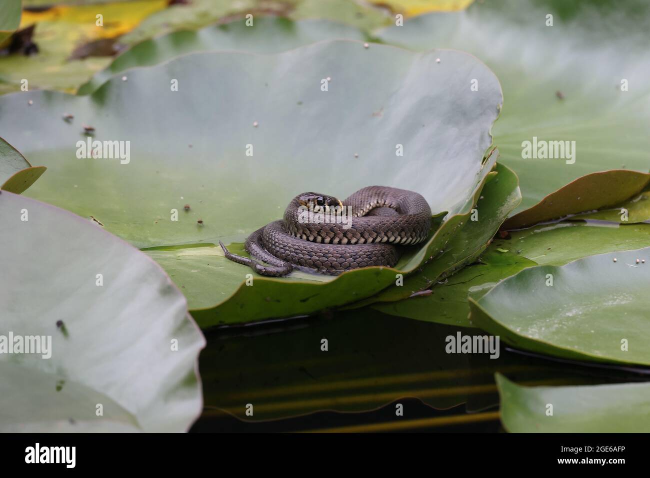 Grass snake, grass snake (Natrix natrix), on lily pad, Germany Stock ...