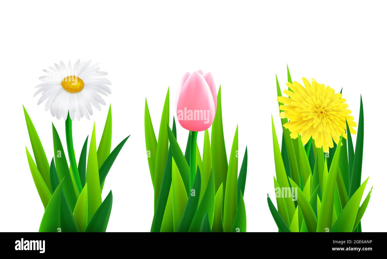 Set of flowers with grass, vector illustration Stock Vector Image & Art ...