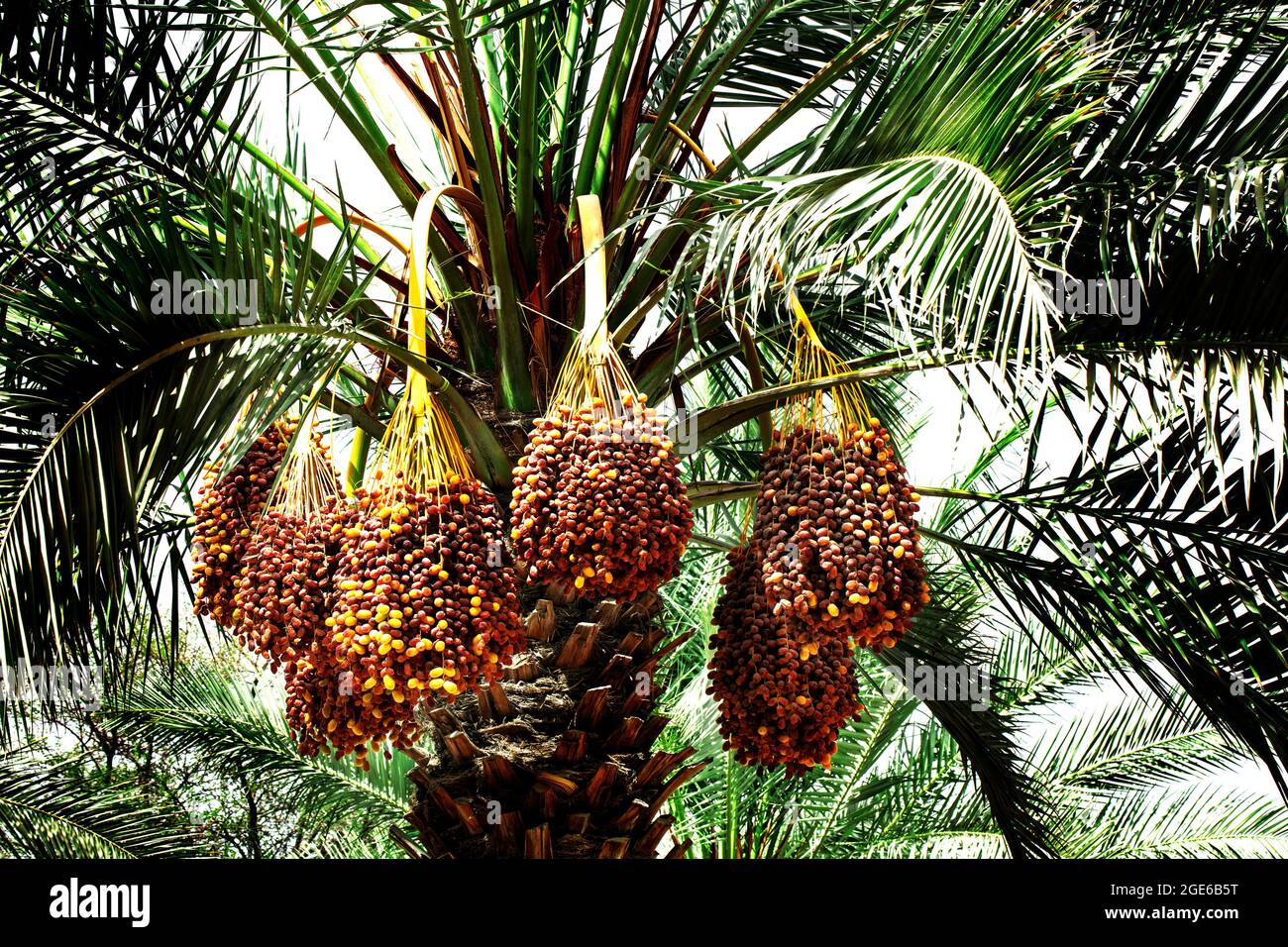Dates palm tree arabic hi-res stock photography and images - Alamy