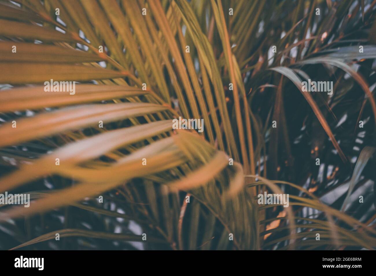 Palm tree fronds growth hi-res stock photography and images - Alamy