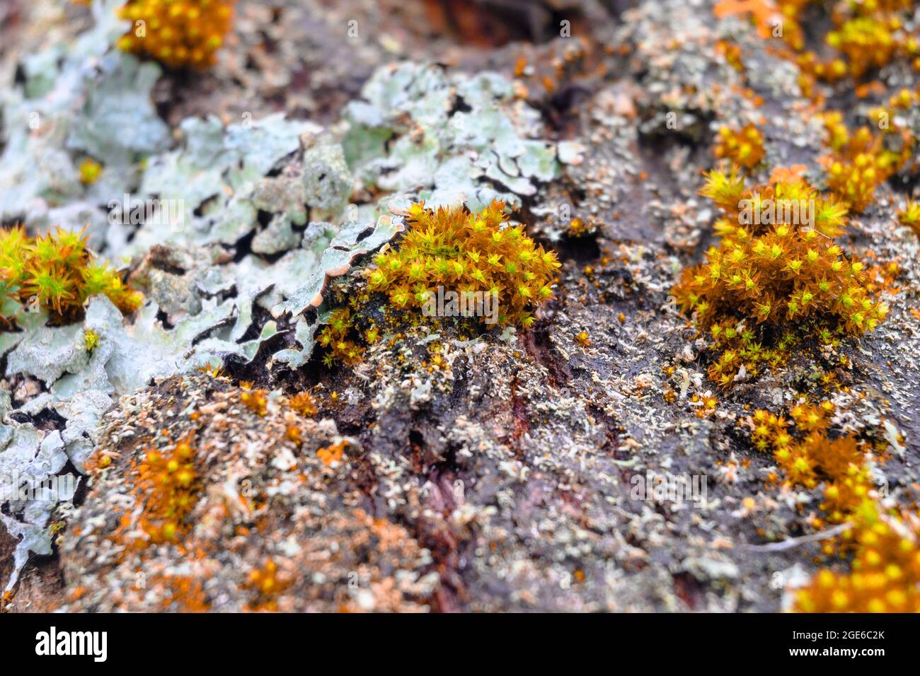 Fungal patches on trees hi-res stock photography and images - Alamy