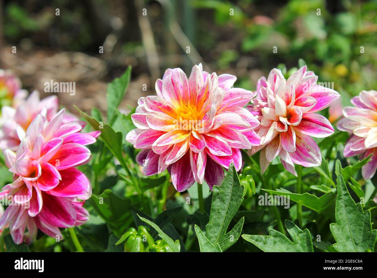 Lovely pink flower in full bloom growing in the bright summer sun Stock ...