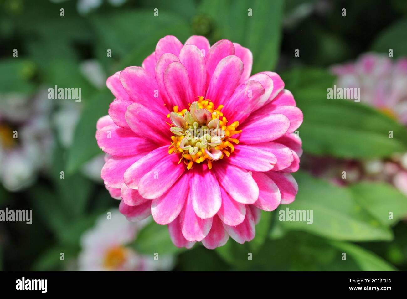 Lovely pink flower in full bloom growing in the bright summer sun Stock ...