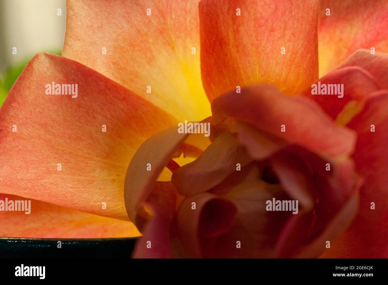 Delicate translucent petals hi-res stock photography and images - Alamy