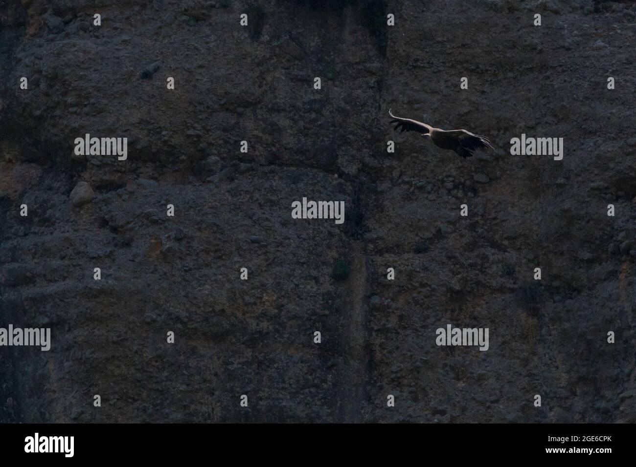 Vulture shadow hi-res stock photography and images - Alamy