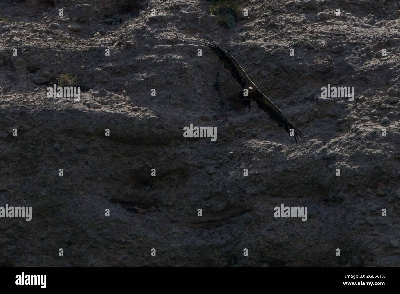 Vulture shadow hi-res stock photography and images - Alamy