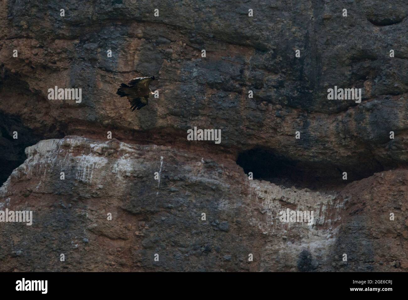 Vulture shadow hi-res stock photography and images - Alamy