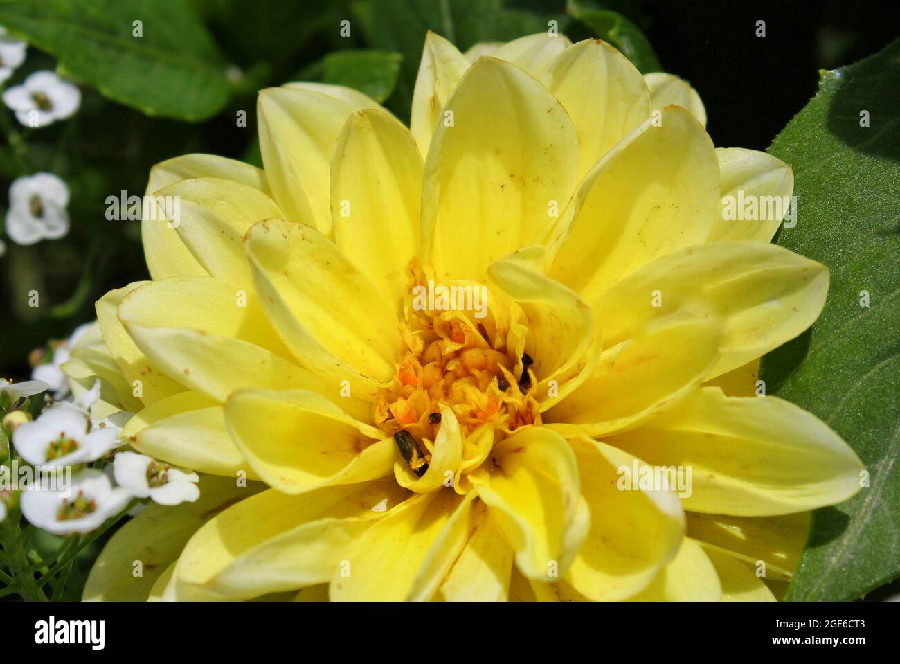 Bright yellow flowers in full bloom growing in the bright summer sun ...