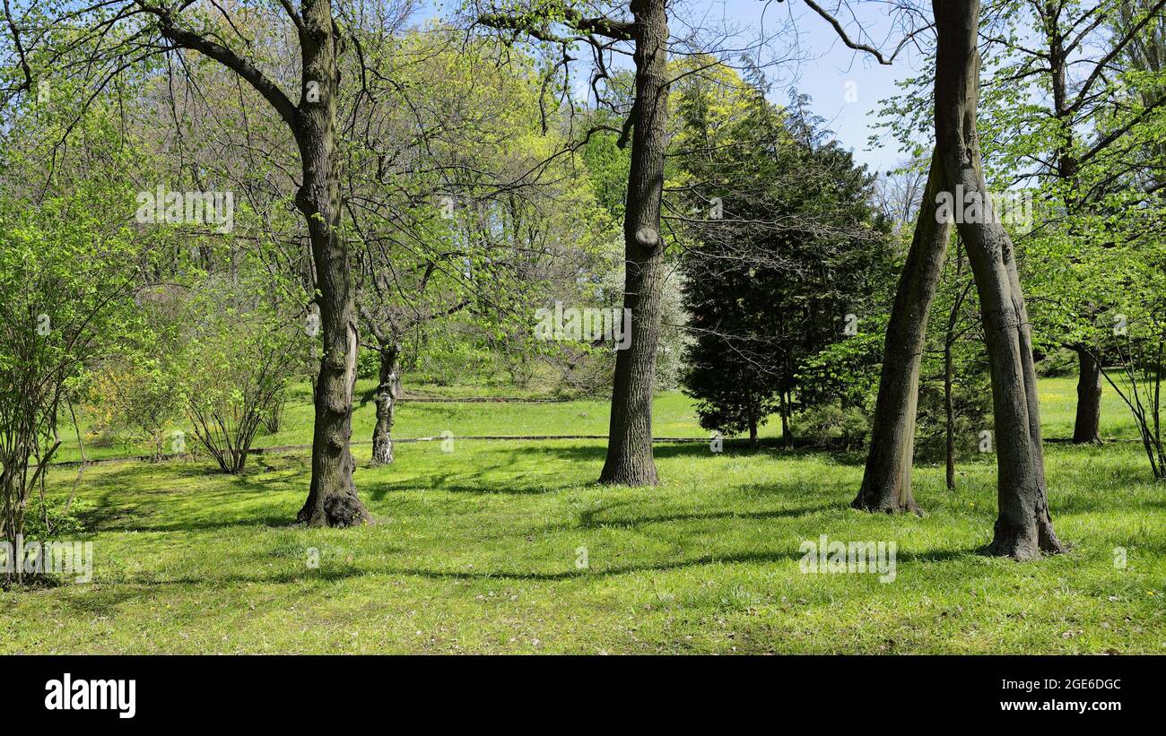 Spring flowering trees and shrubs in the botanical garden Stock Photo ...