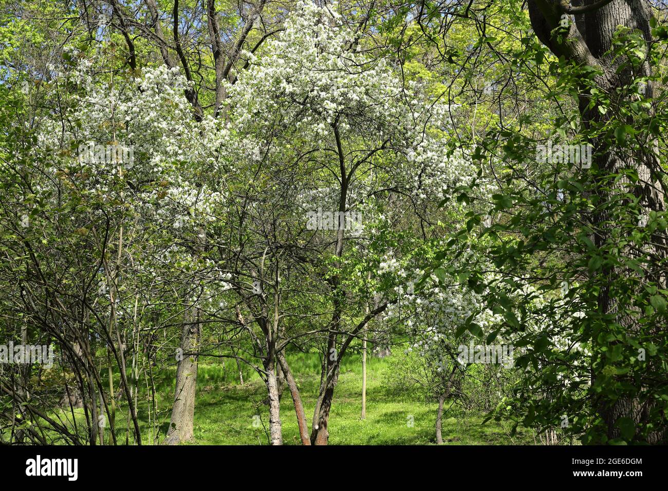 Spring flowering trees and shrubs in the botanical garden Stock Photo ...
