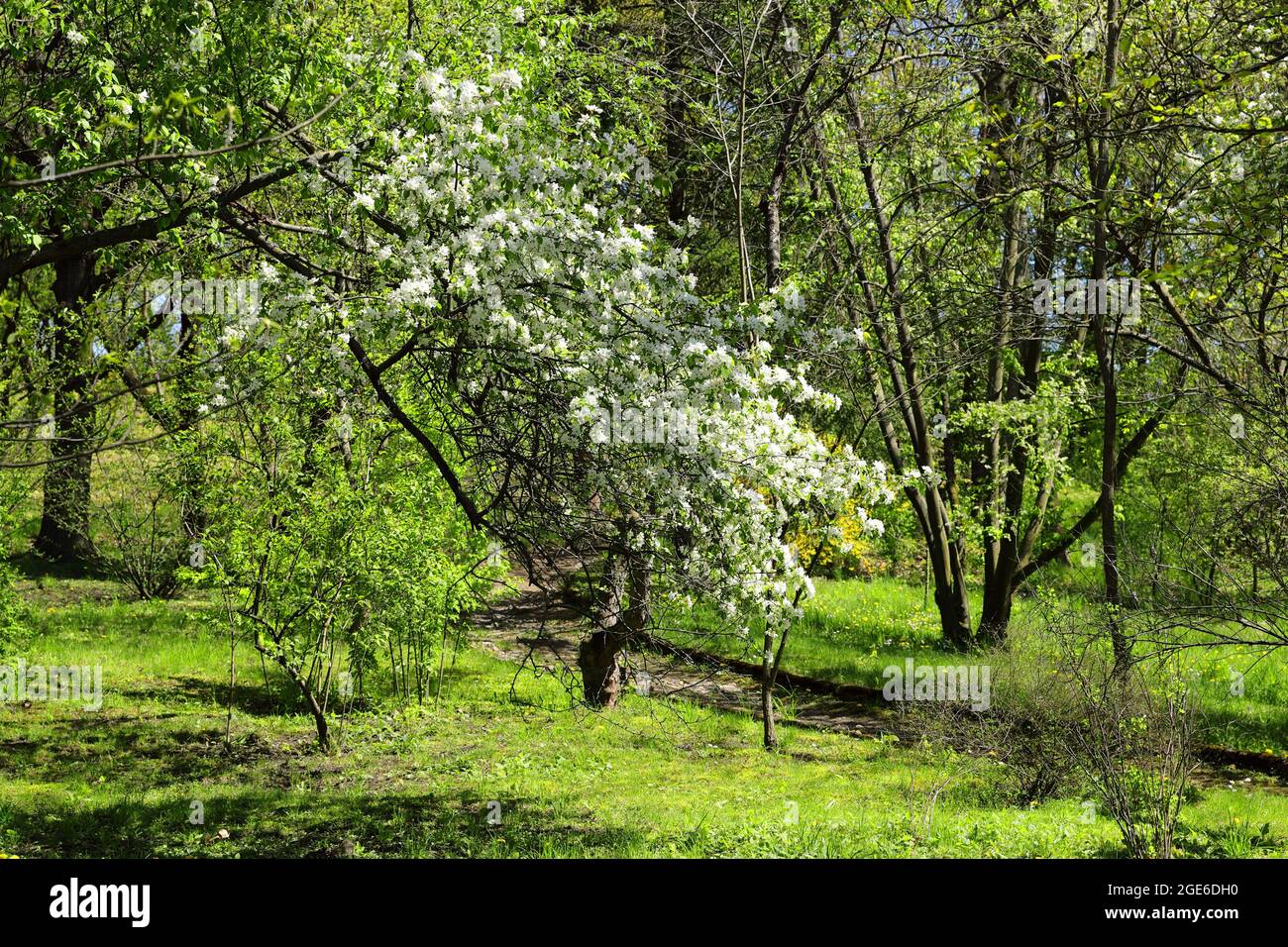 Spring flowering trees and shrubs in the botanical garden Stock Photo ...