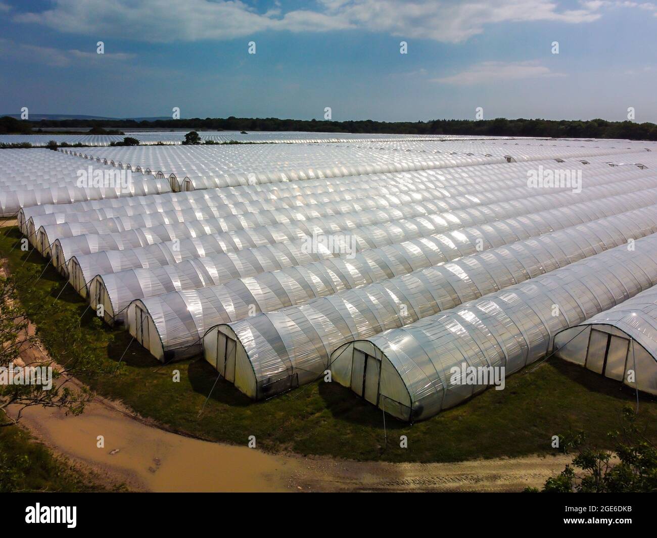 Strawberry farm polytunnels, Hampshire, England Stock Photo - Alamy