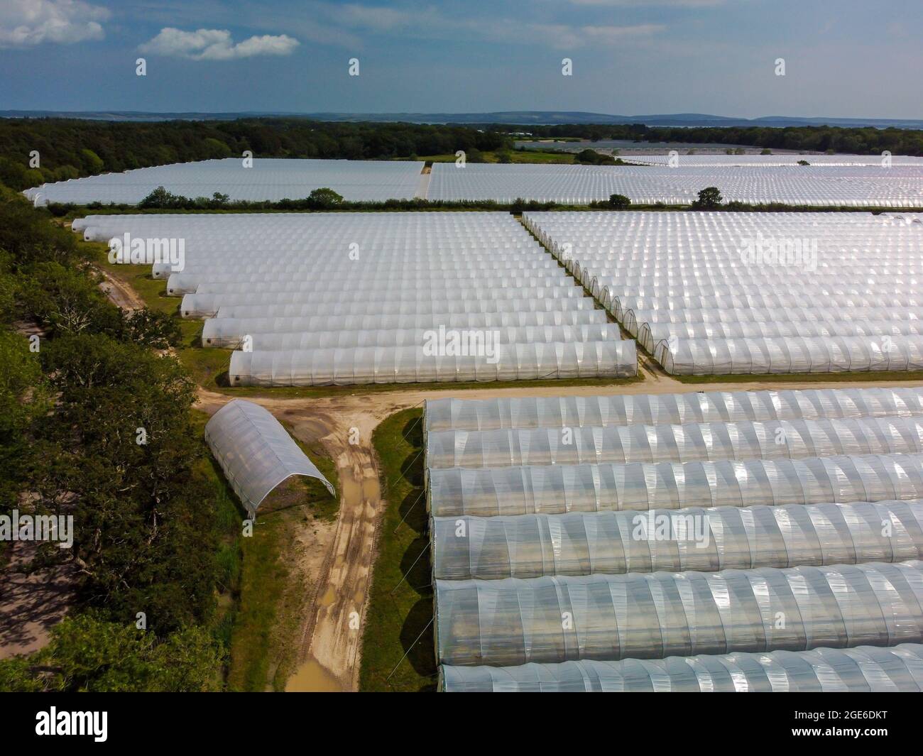 Strawberry polytunnel polytunnels strawberries hi-res stock photography ...