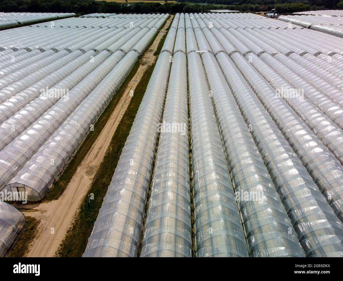 Strawberry farm polytunnels, Hampshire, England Stock Photo - Alamy
