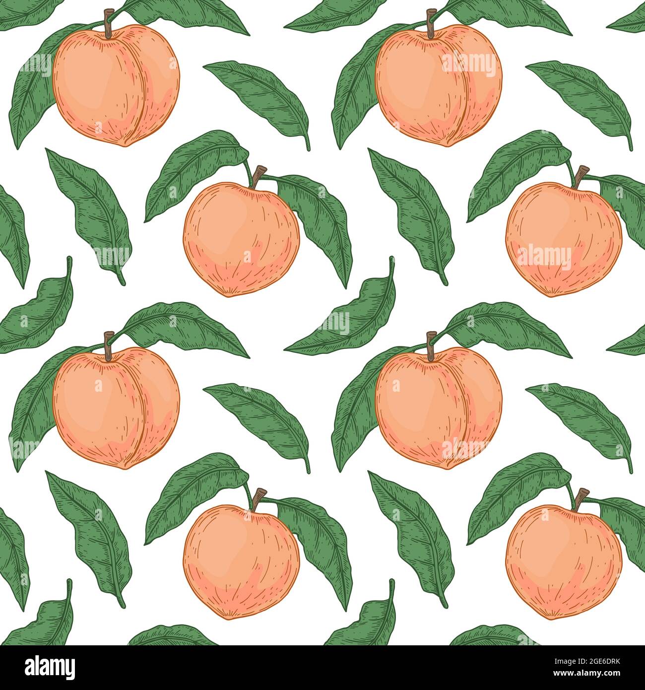 Juicy peach drawing hi-res stock photography and images - Alamy