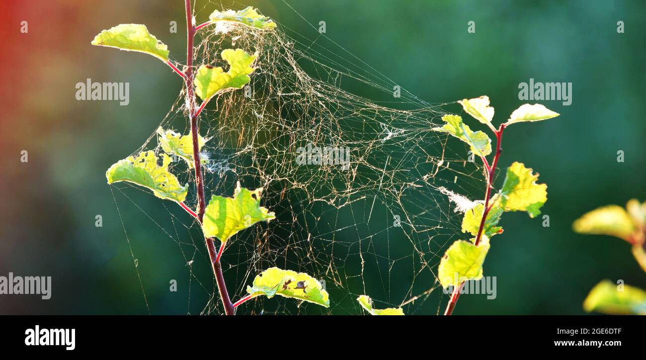 Spider web fruit tree hi-res stock photography and images - Alamy