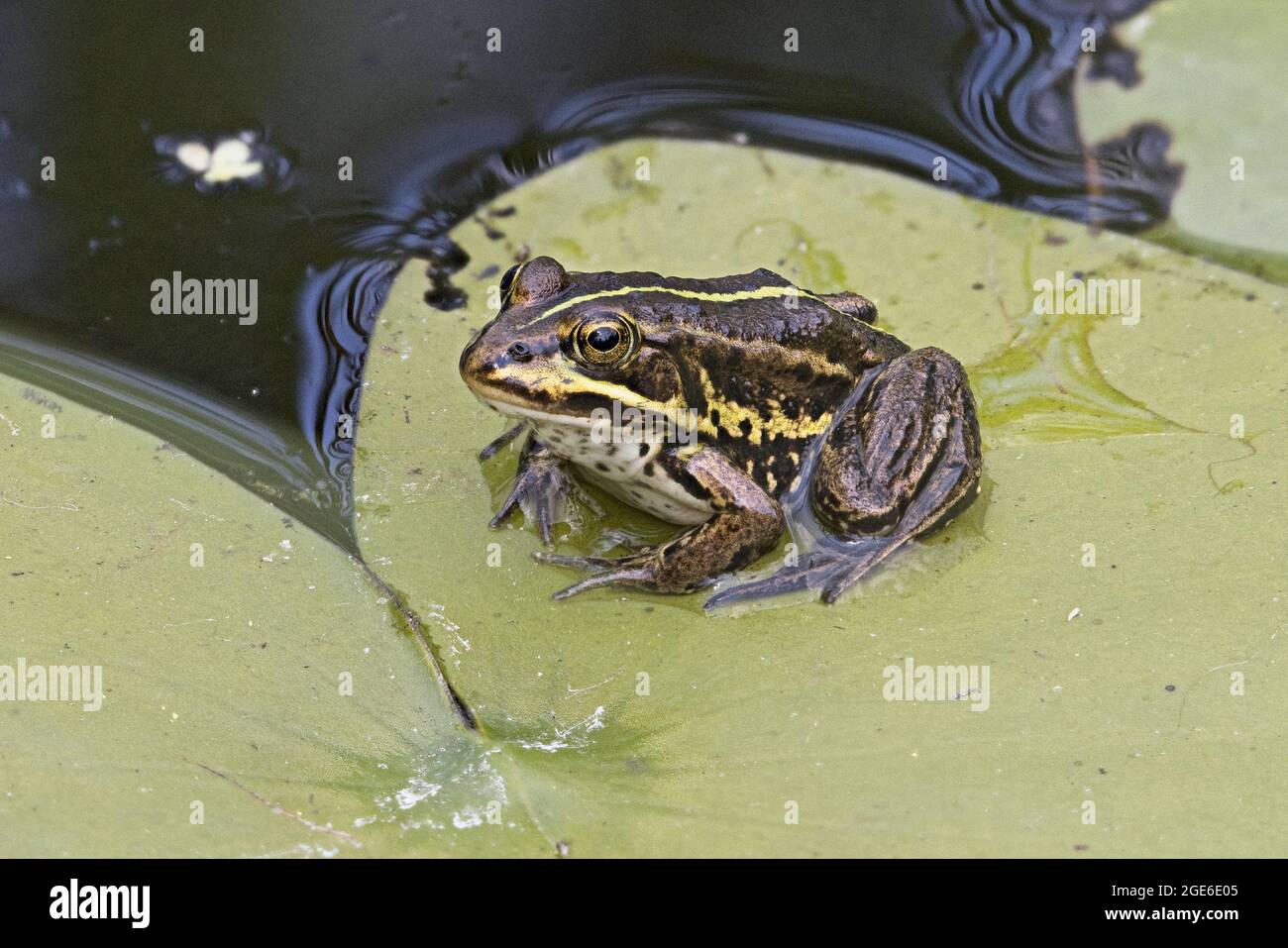 Northern Pool Frog (Pelophylax lessonae) Thompson Common Norfolk UK GB ...