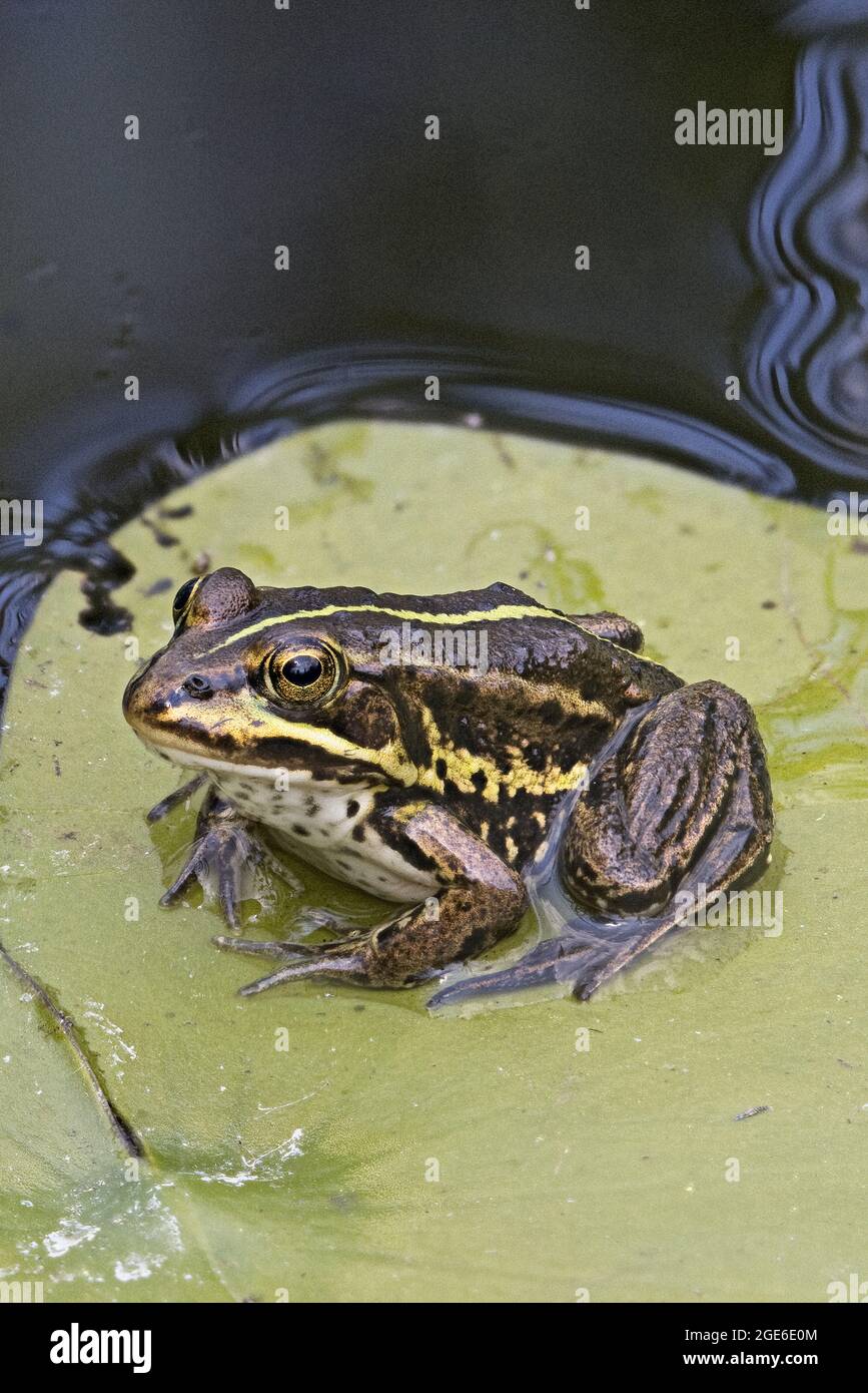 Thompson common frog hi-res stock photography and images - Alamy