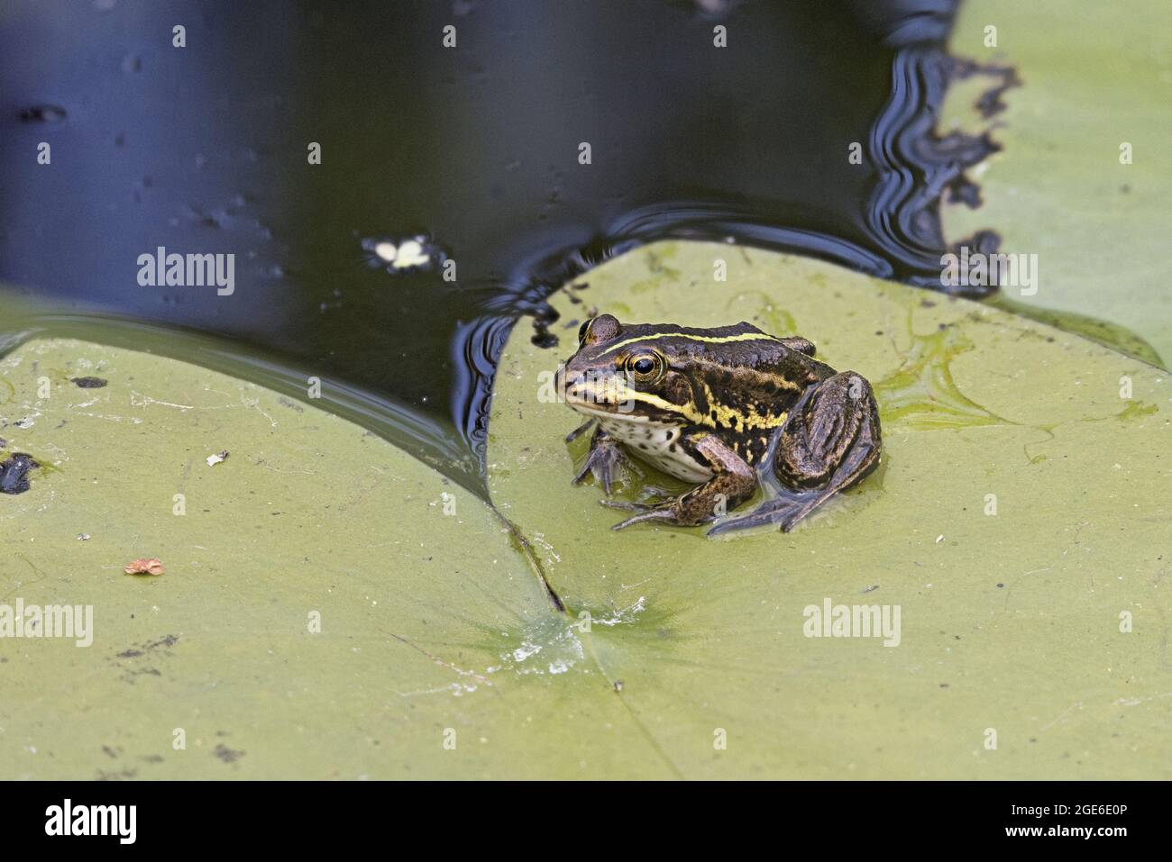 Northern Pool Frog (Pelophylax lessonae) Thompson Common Norfolk UK GB ...