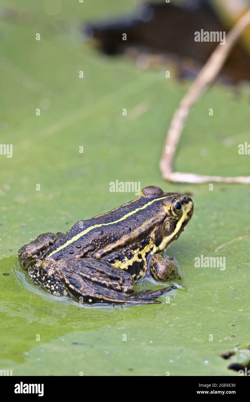 Northern Pool Frog (Pelophylax lessonae) Thompson Common Norfolk UK GB ...