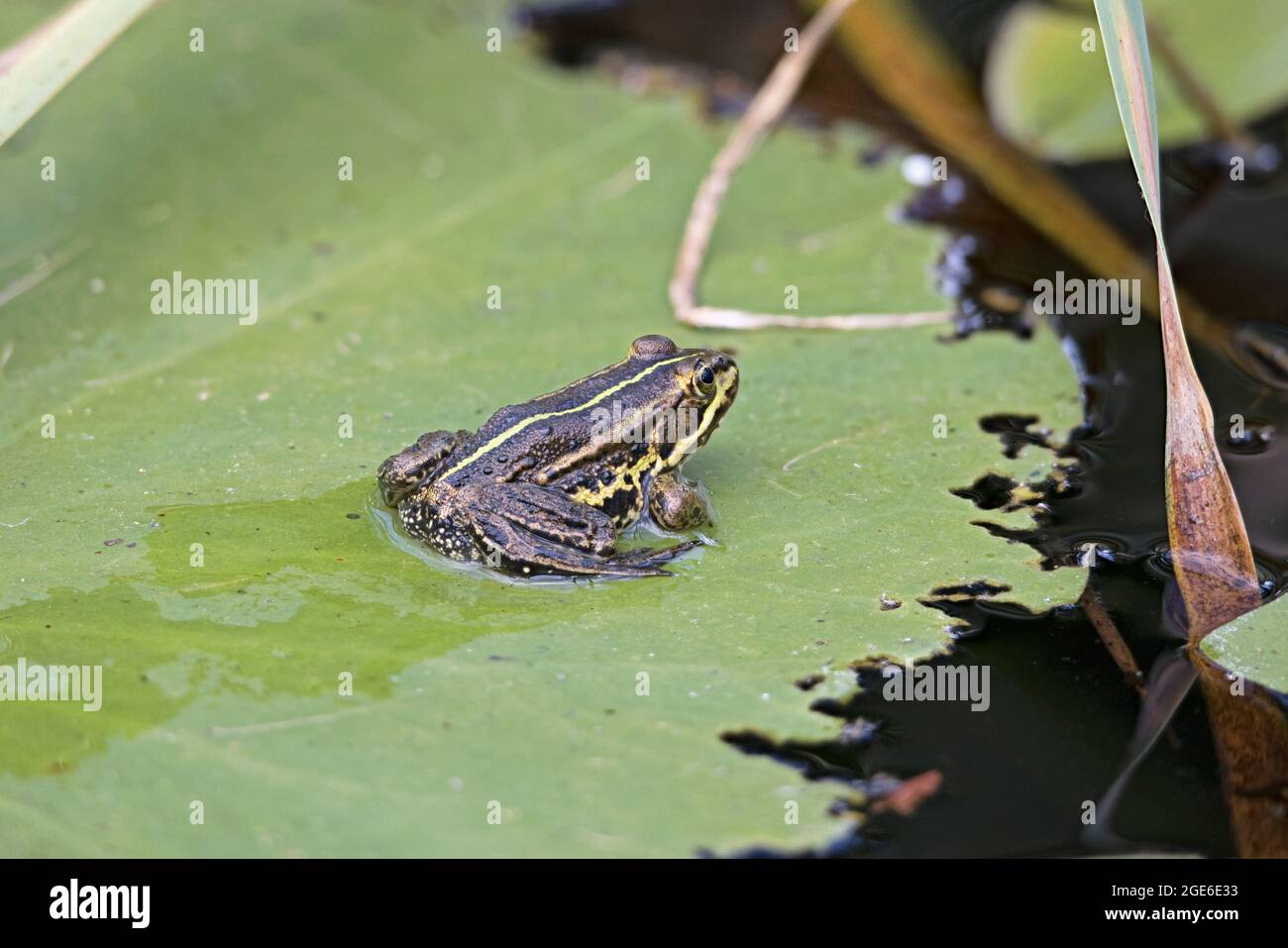 Pelophylax lessonae norfolk hi-res stock photography and images - Alamy