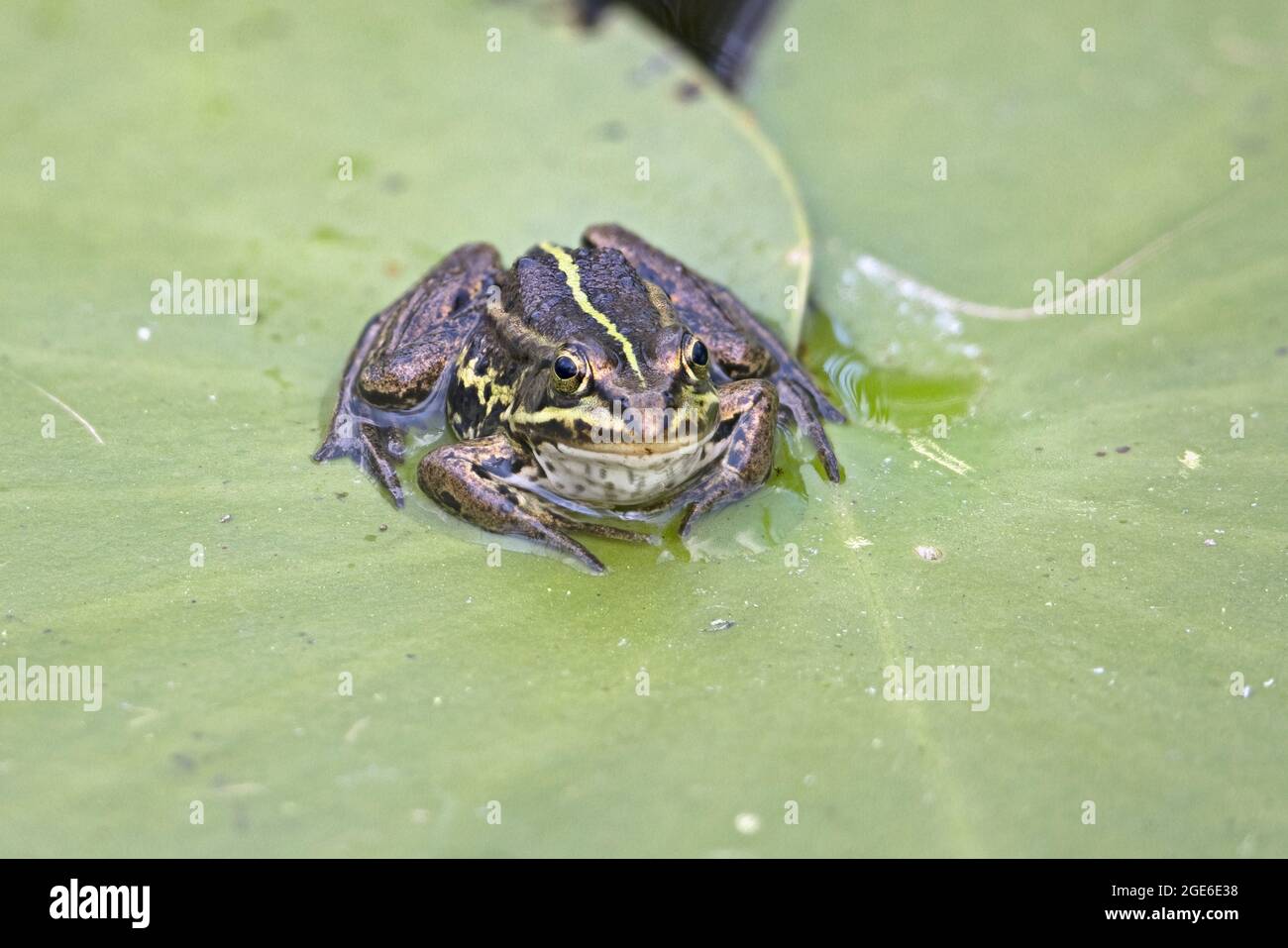 Northern Pool Frog (Pelophylax lessonae) Thompson Common Norfolk UK GB ...