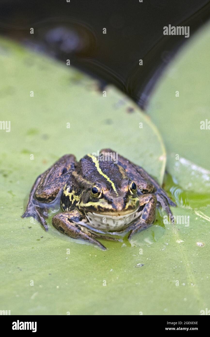 Northern Pool Frog (Pelophylax lessonae) Thompson Common Norfolk UK GB ...