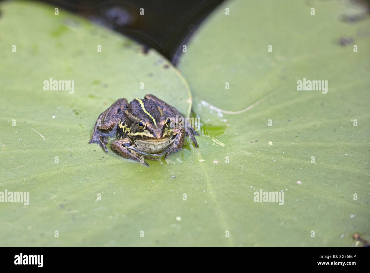 Northern Pool Frog (Pelophylax lessonae) Thompson Common Norfolk UK GB ...