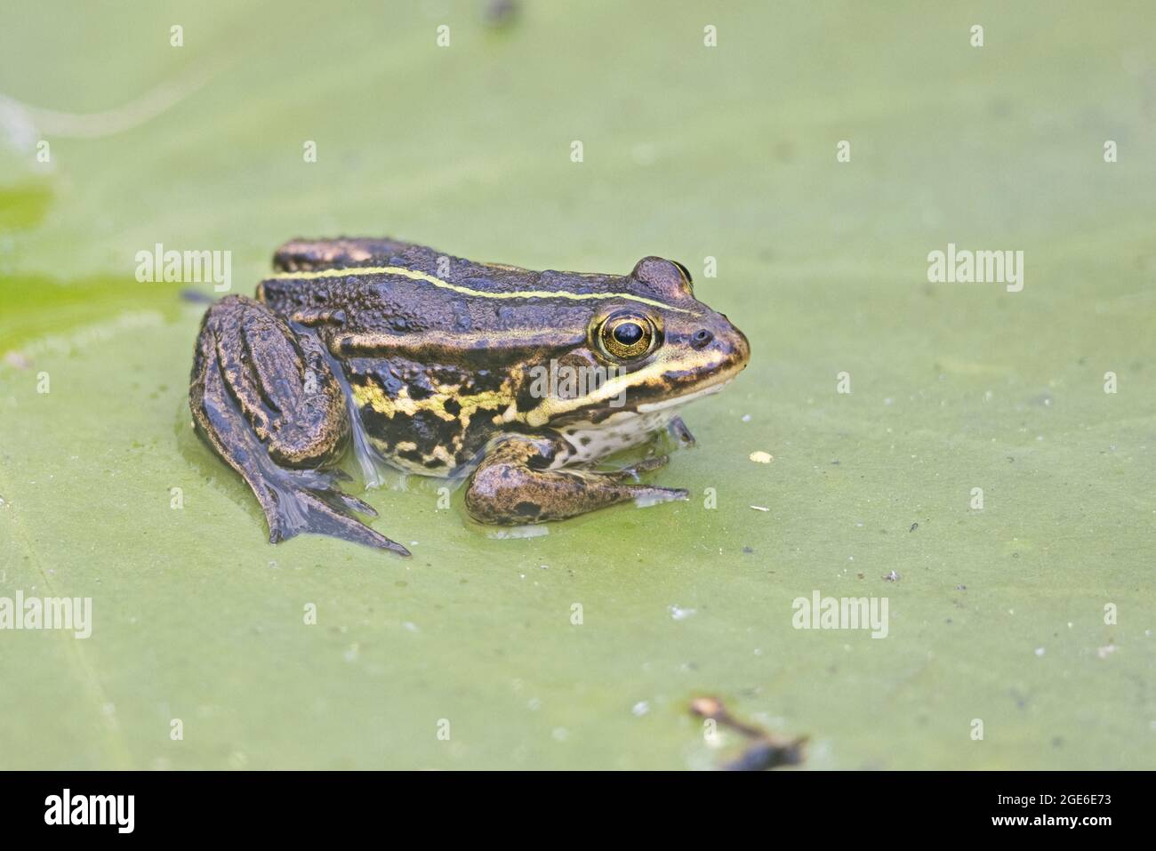 Northern Pool Frog (Pelophylax lessonae) Thompson Common Norfolk UK GB ...