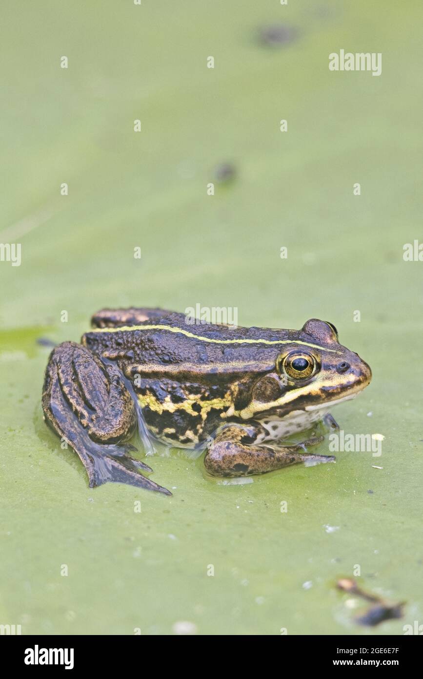 Northern Pool Frog (Pelophylax lessonae) Thompson Common Norfolk UK GB ...
