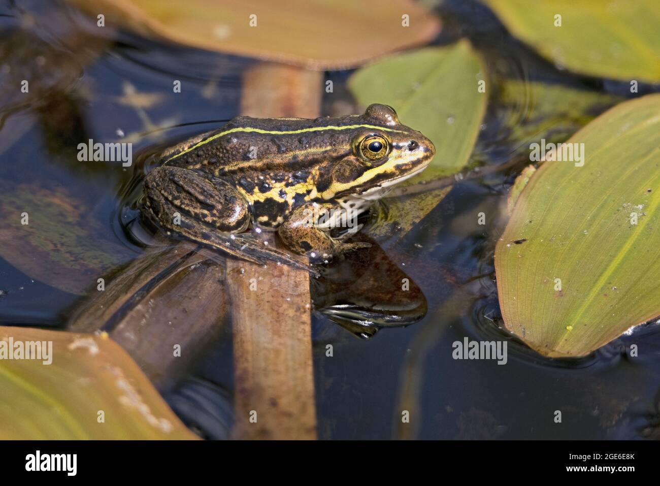 Northern Pool Frog (Pelophylax lessonae) Thompson Common Norfolk UK GB ...