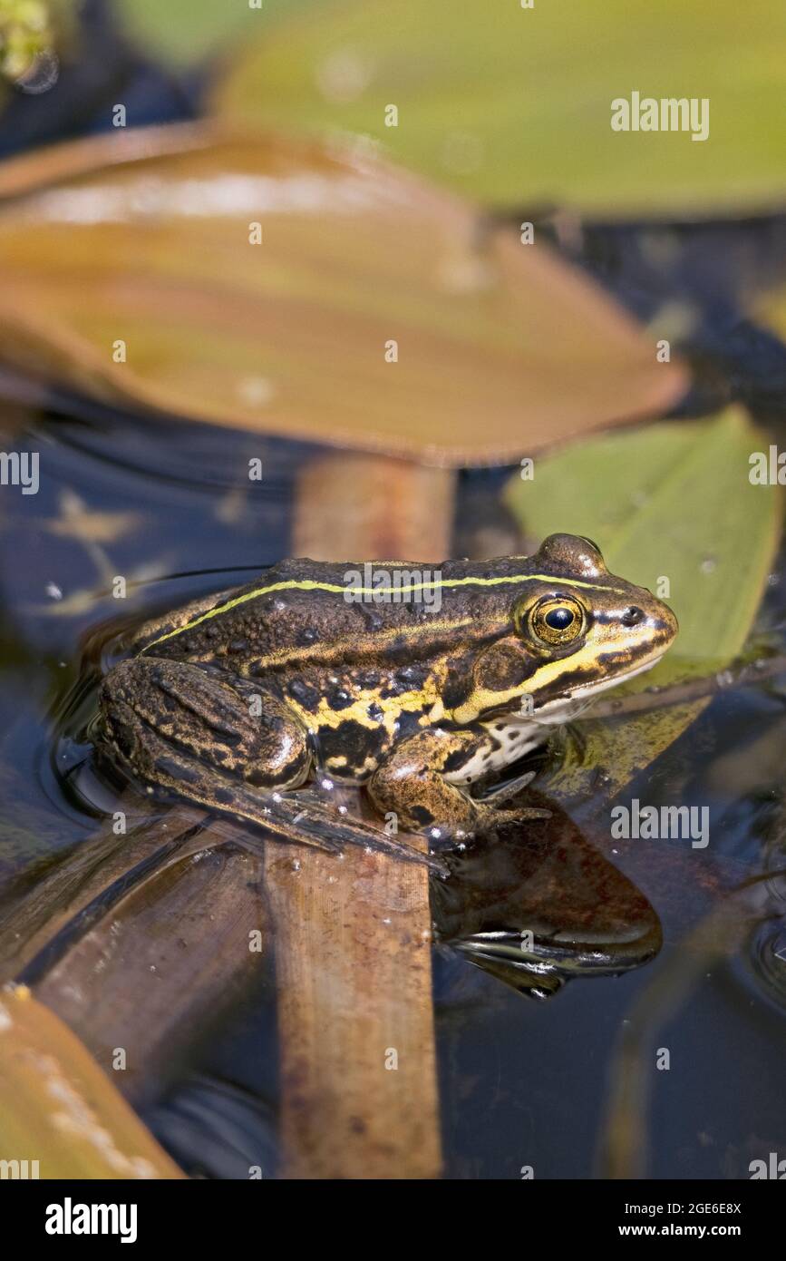 Northern Pool Frog (Pelophylax lessonae) Thompson Common Norfolk UK GB ...