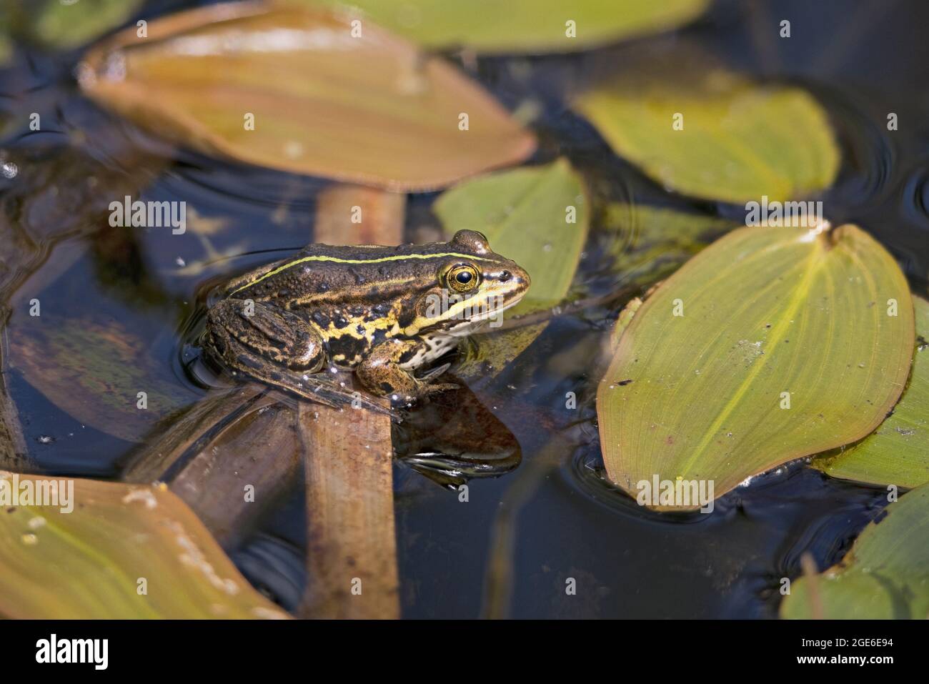 Amphibian ark hi-res stock photography and images - Alamy