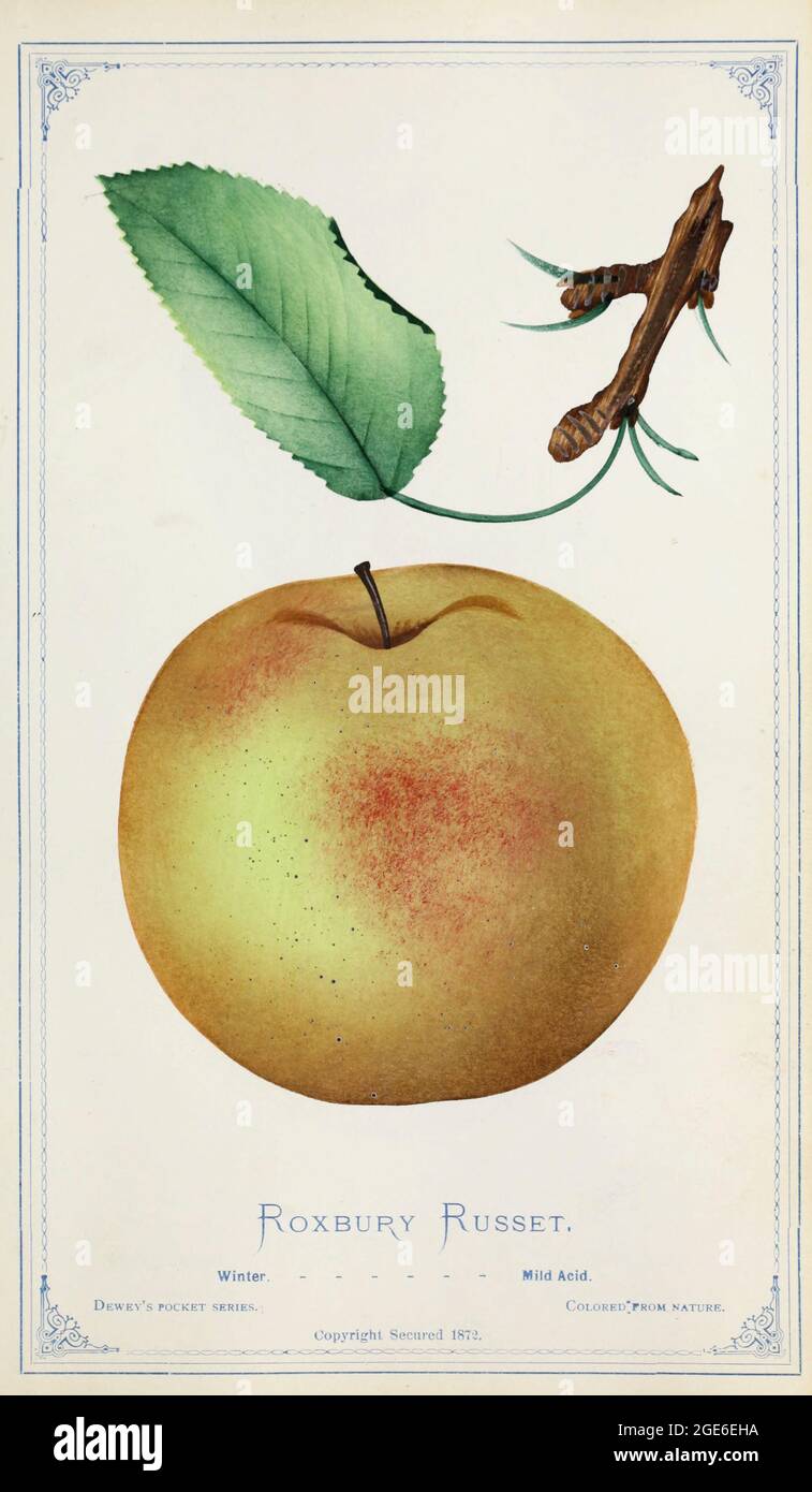 The 'Roxbury Russet' is an apple cultivar, believed to be the oldest ...