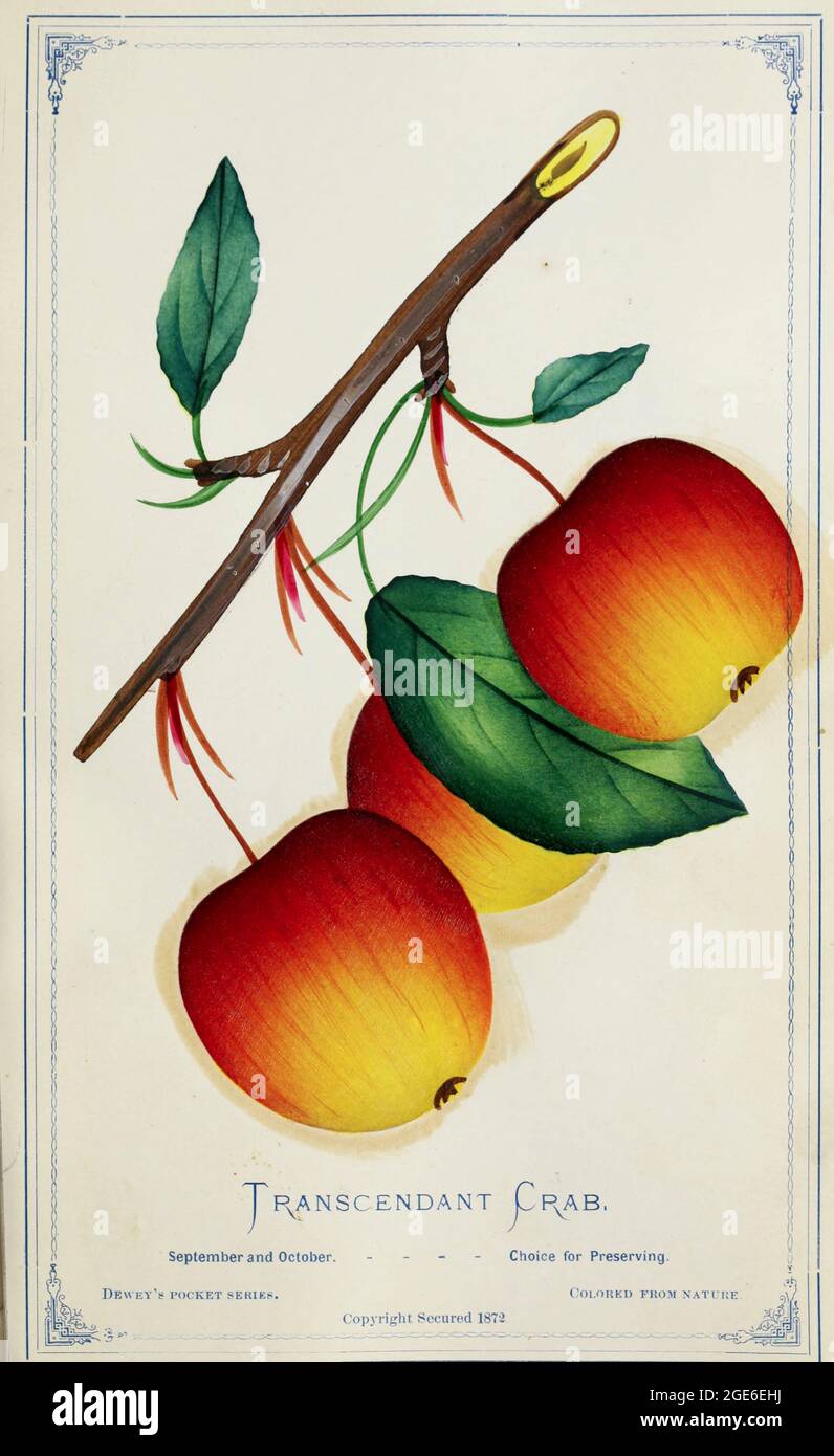 Transcendent Crabapple Tree [Here as Transcendant Crab] Apple Variety ...