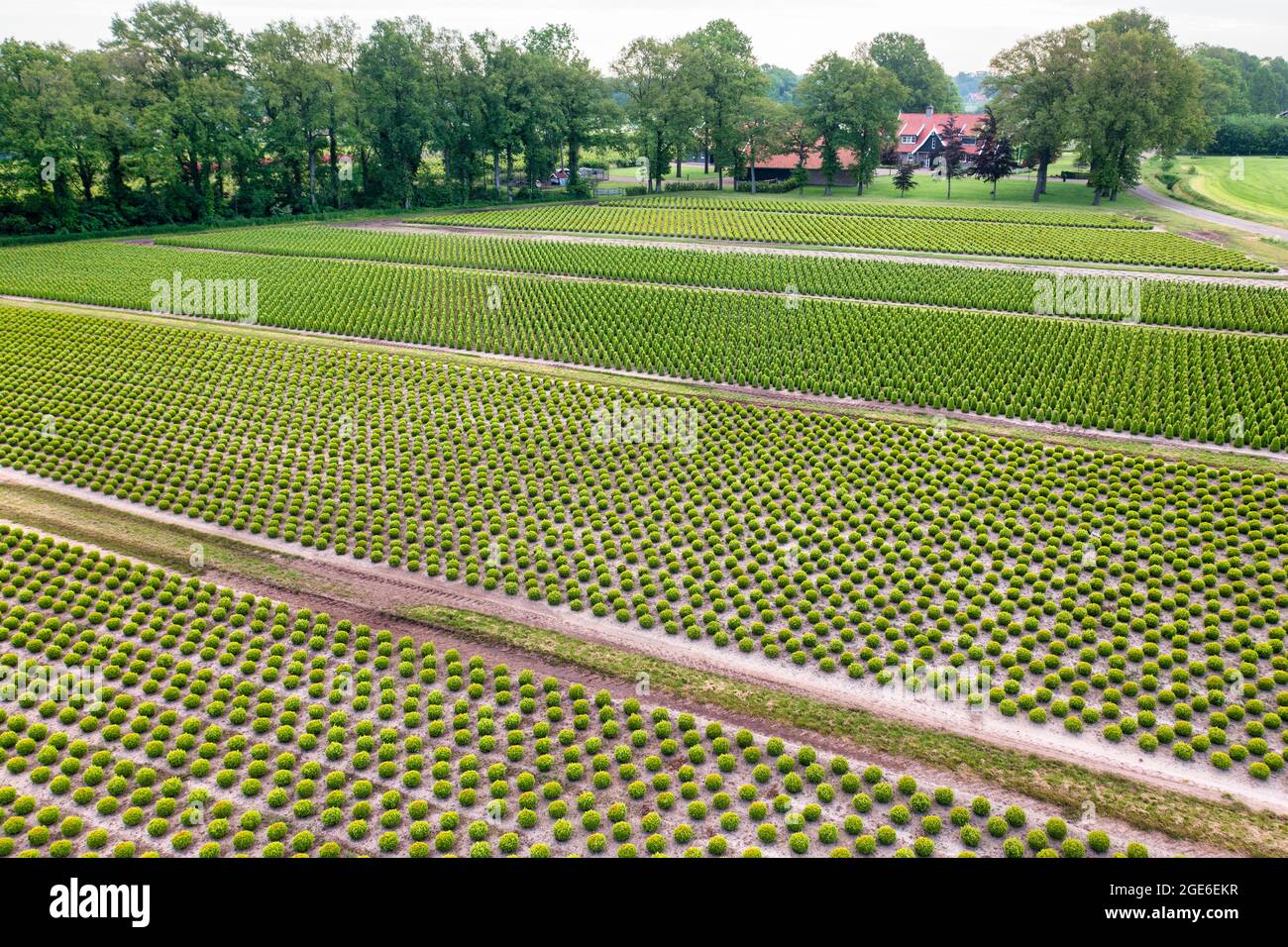 The Netherlands, Saasveld. Plant and tree nursery. Aerial Stock Photo ...