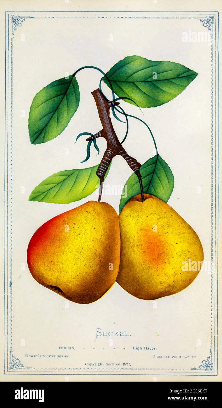 The Seckel pear (or sugar pear) is a small, very sweet cultivar of pear ...