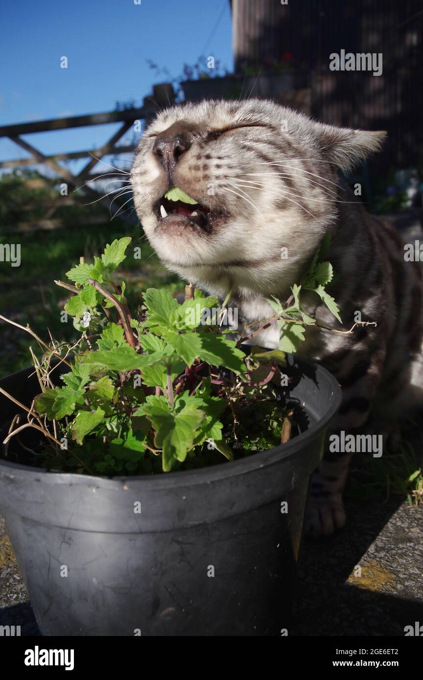Cat eating catnip hi-res stock photography and images - Alamy