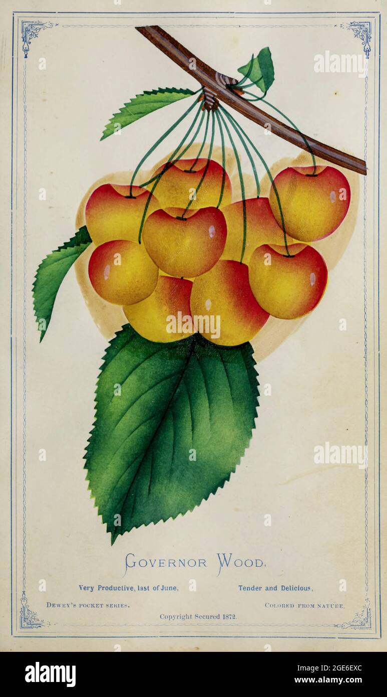 The Governor Wood cherry is a high quality sweet cherry with a golden ...