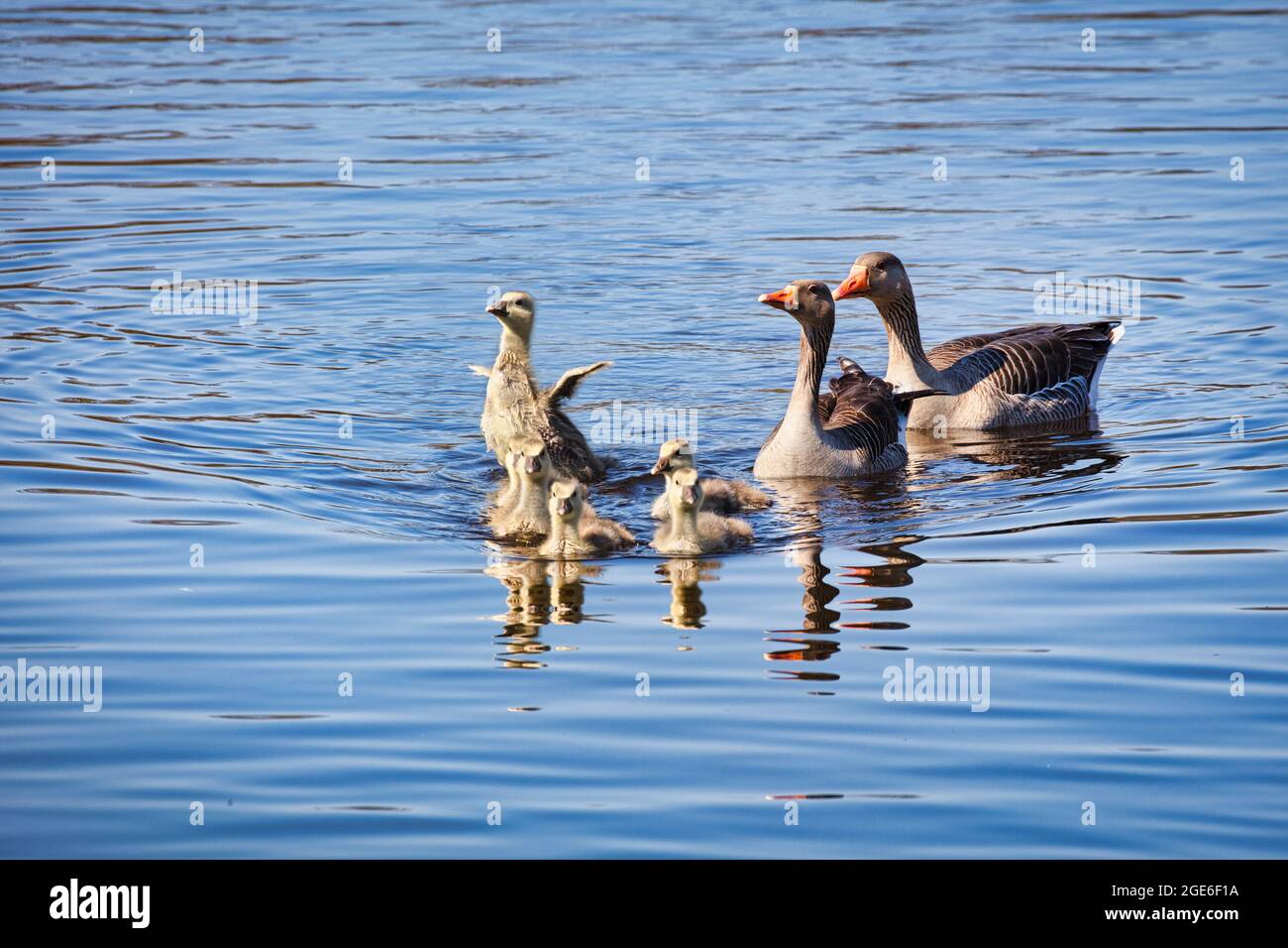 The Netherlands, De Meije, Family of greylag geese in De Meije river ...