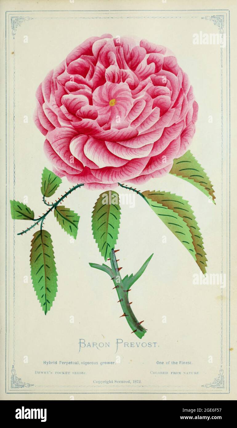 Baron Prevost - Hybrid Perpetual Rose from Dewey's Pocket Series ' The ...