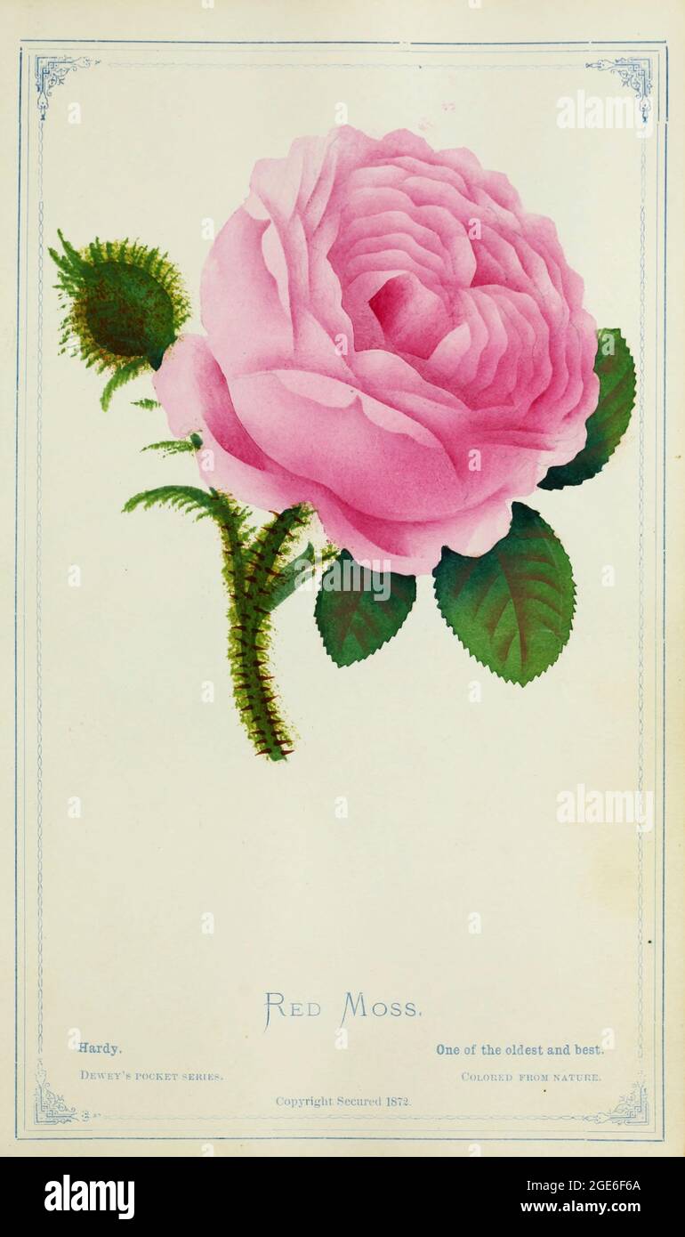 Red Moss Rose from Dewey's Pocket Series ' The nurseryman's pocket ...