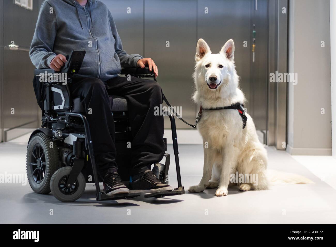 How Does A Disabled Person Get A Service Dog