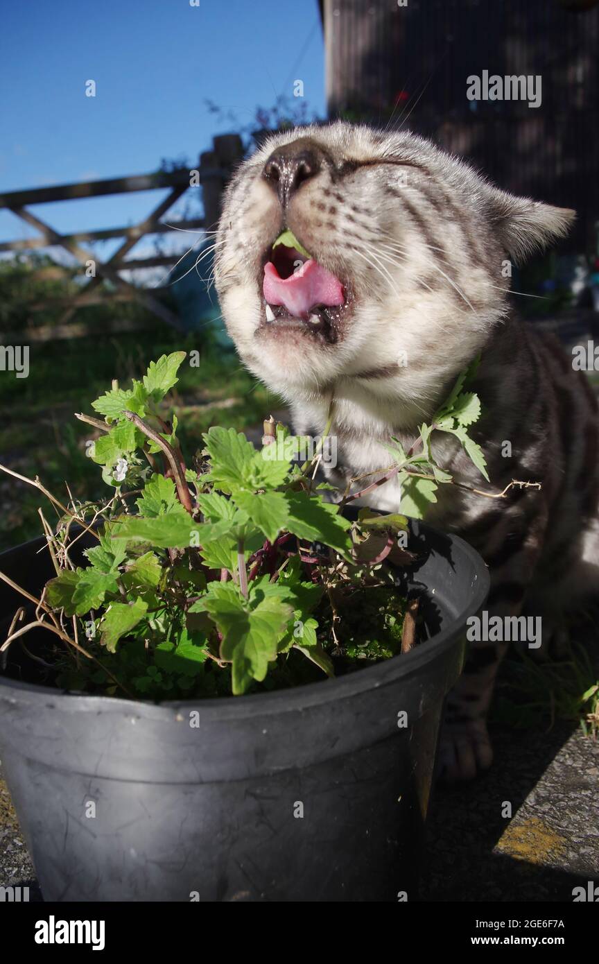 Cat eating catmint hi-res stock photography and images - Alamy