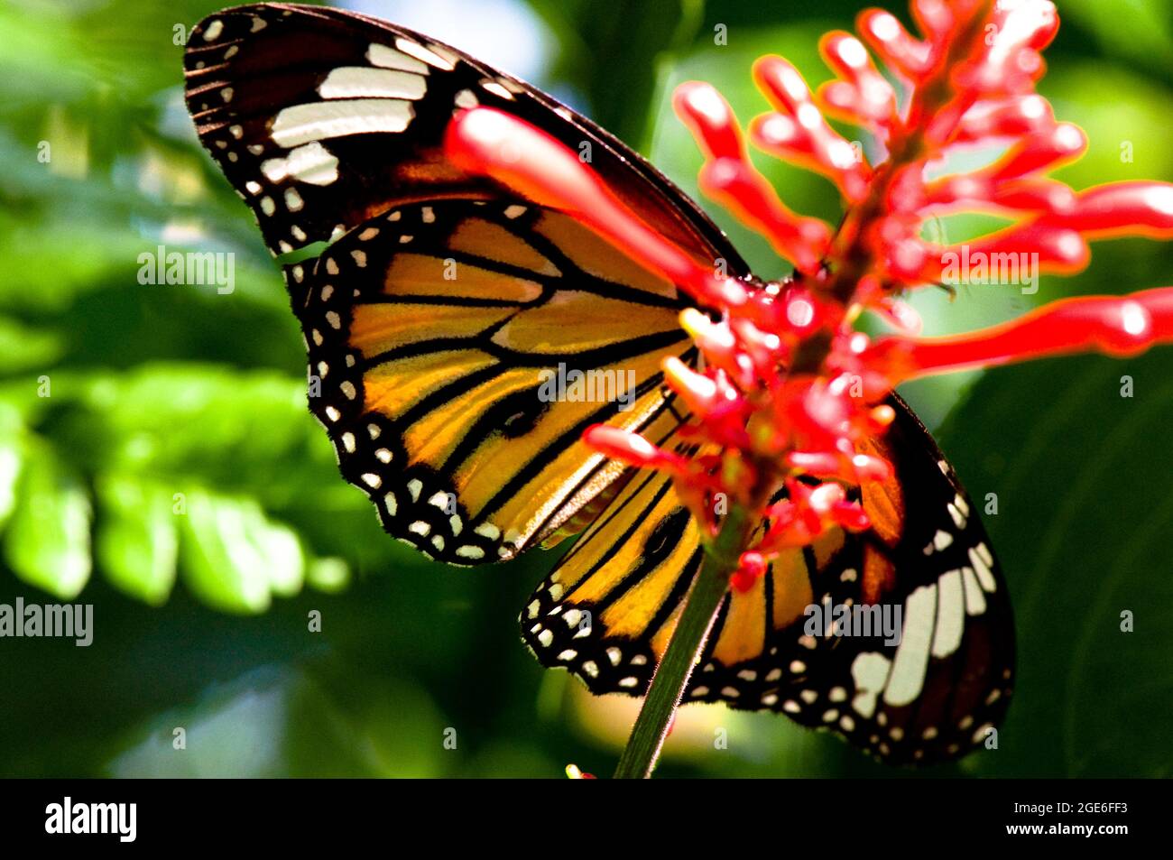 Koi fish swimming freely in the pond Stock Photo - Alamy