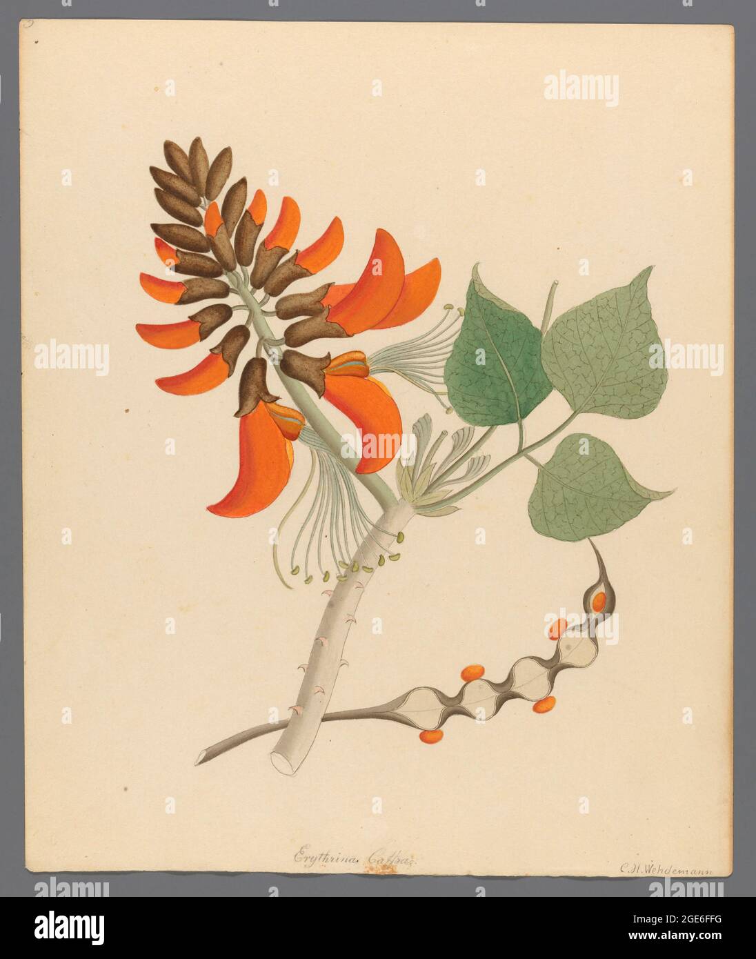 Erythrina Caffras (1817) Coast coral tree or African coral tree, from a ...