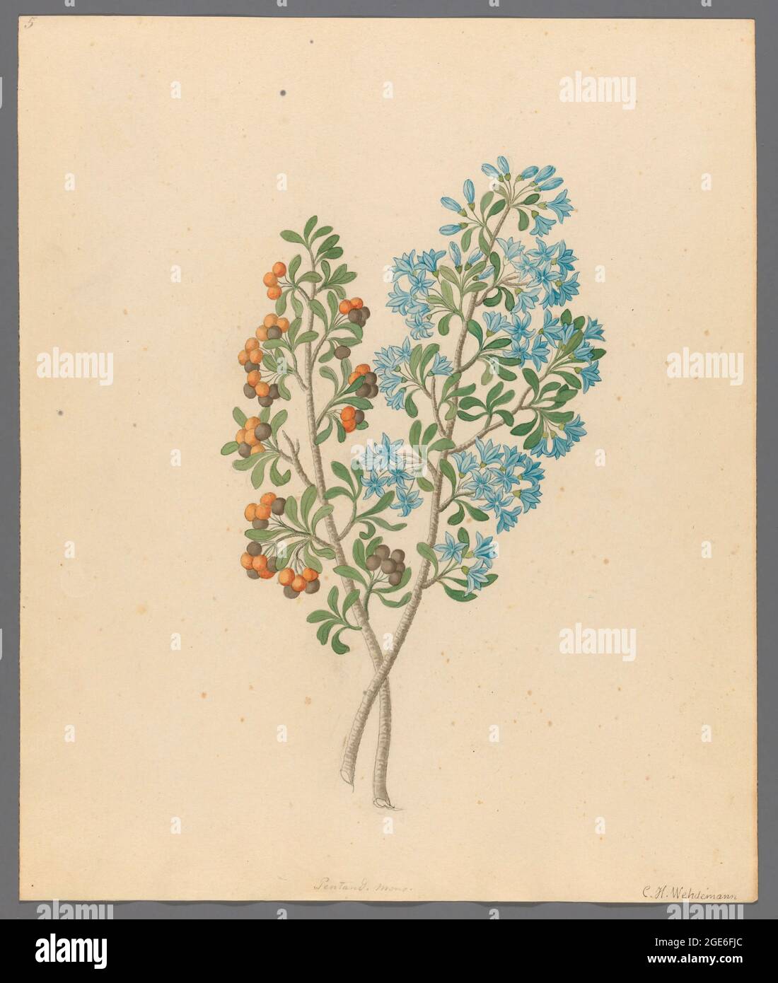 Ehretia rigida hi-res stock photography and images - Alamy