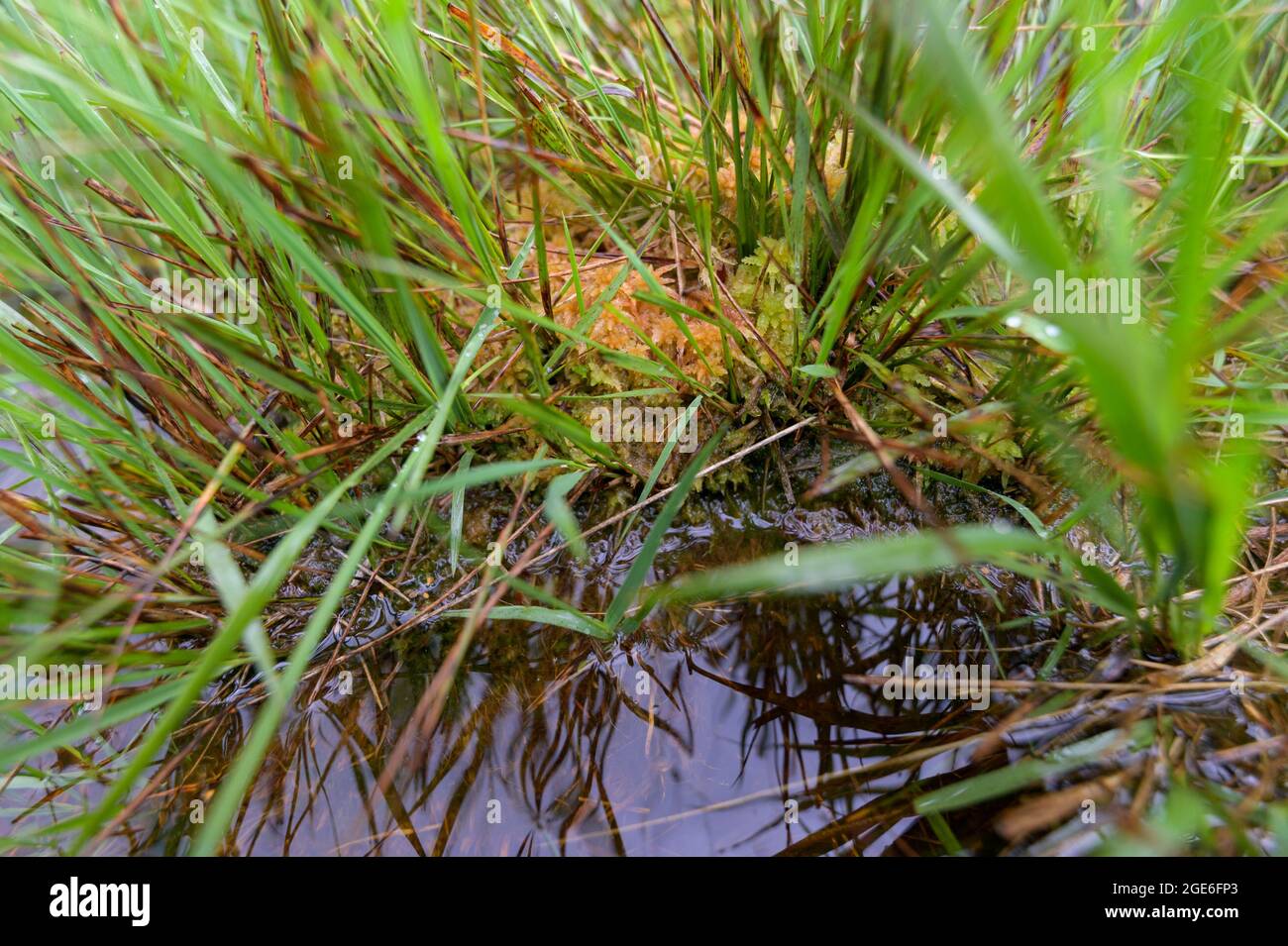 Vaalermoor, Germany. 17th Aug, 2021. The marsh peat moss (sphagnum ...